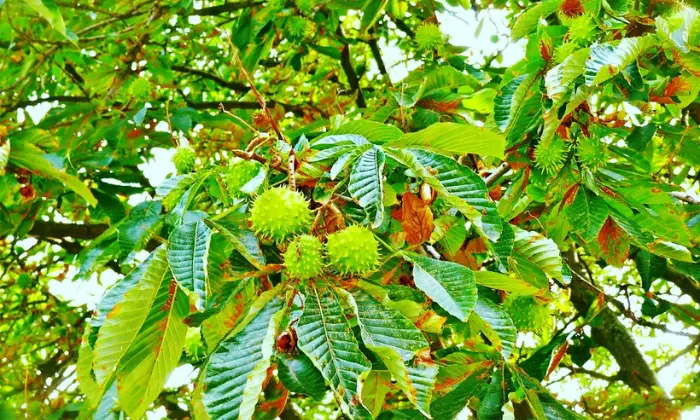 what are the green balls that fall from trees